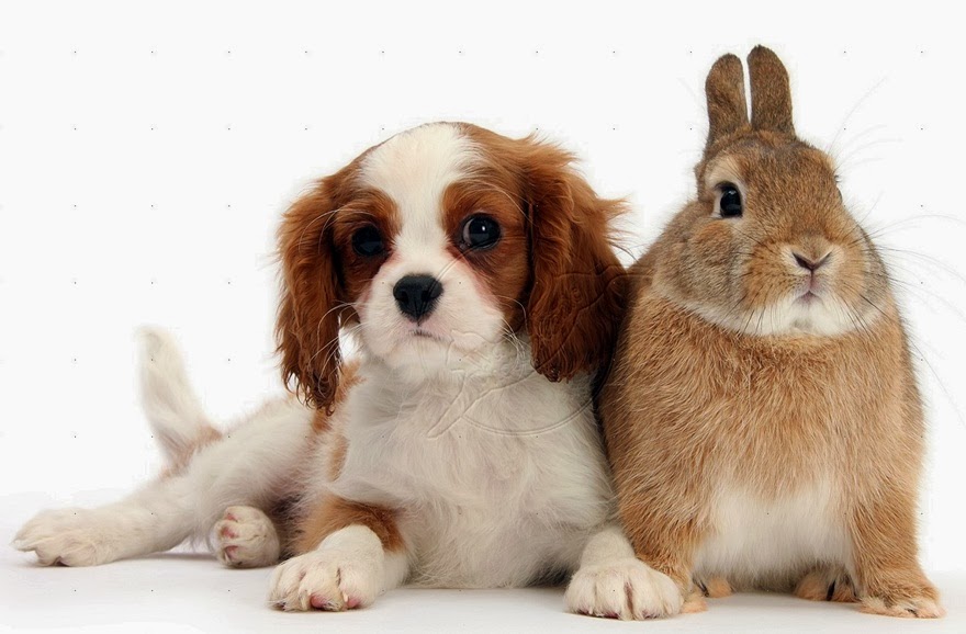 Foto Anjing Dan Kelinci Berpose Lucu | Gambar Foto Kelinci