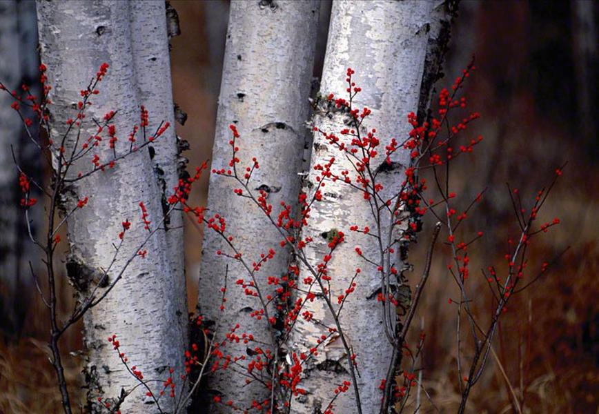 Fotografia Contemporanea: Peter Lik (1959)