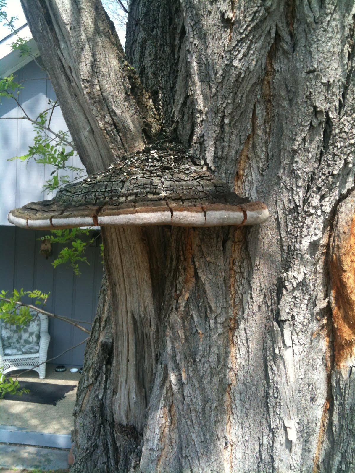 Libbysotherblog Shelf Fungus Nature Notes