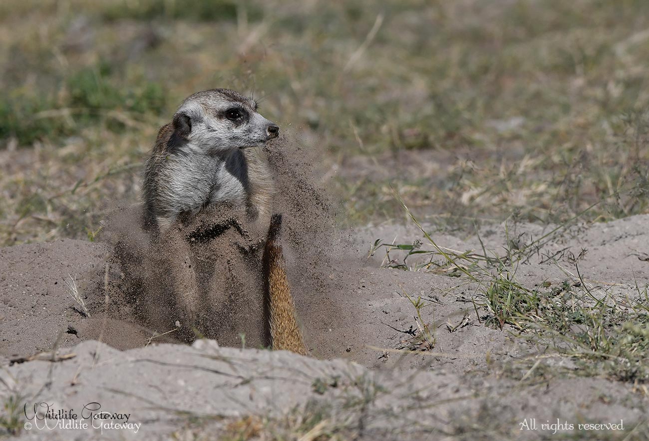 WILDLIFE GATEWAY: Les Suricats, sentinelles du désert - 03