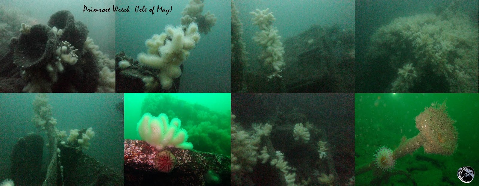 La mar a través de un objetivo: Primrose Wreck