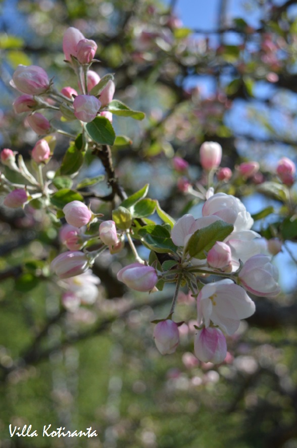 Villa Kotiranta: Raksan pihalta kuulumisia; kauniit omenapuut ja ...
