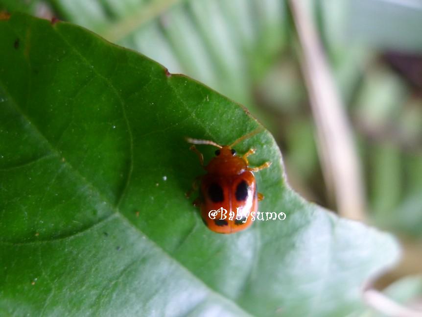 Baby Sumo Photography: May 2012