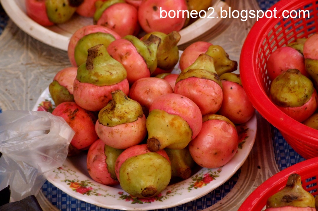 Borneo Island, Awaken To A Different World: Engkalak - Litsea Garciae