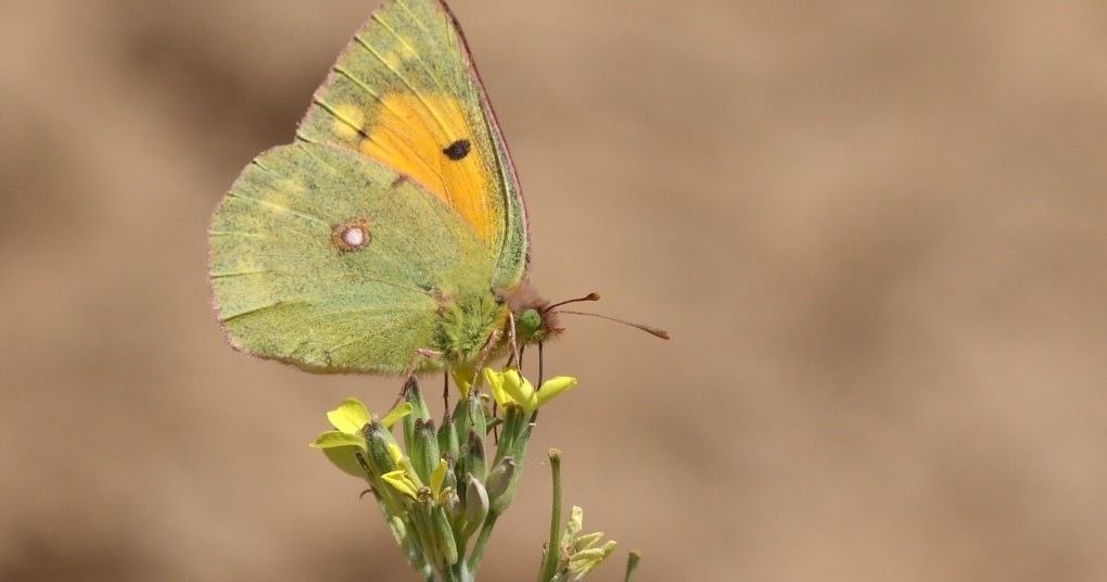 Wildlife Watching with FAB.: Northern Greece - Butterflies.