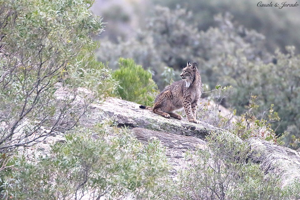 CRÒNIQUES NATURALISTES: EL LINX IBÈRIC I LA SERRA D'ANDÚJAR