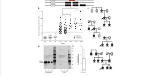 GenÉticaMente InCoRrecta: ¿Posible conexión genética entre el SED, la ...