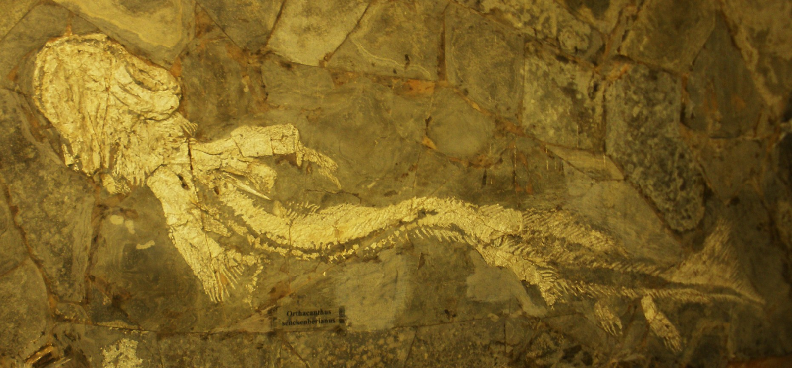 Barcelona Aquarium Sharks: Tiburones prehistóricos