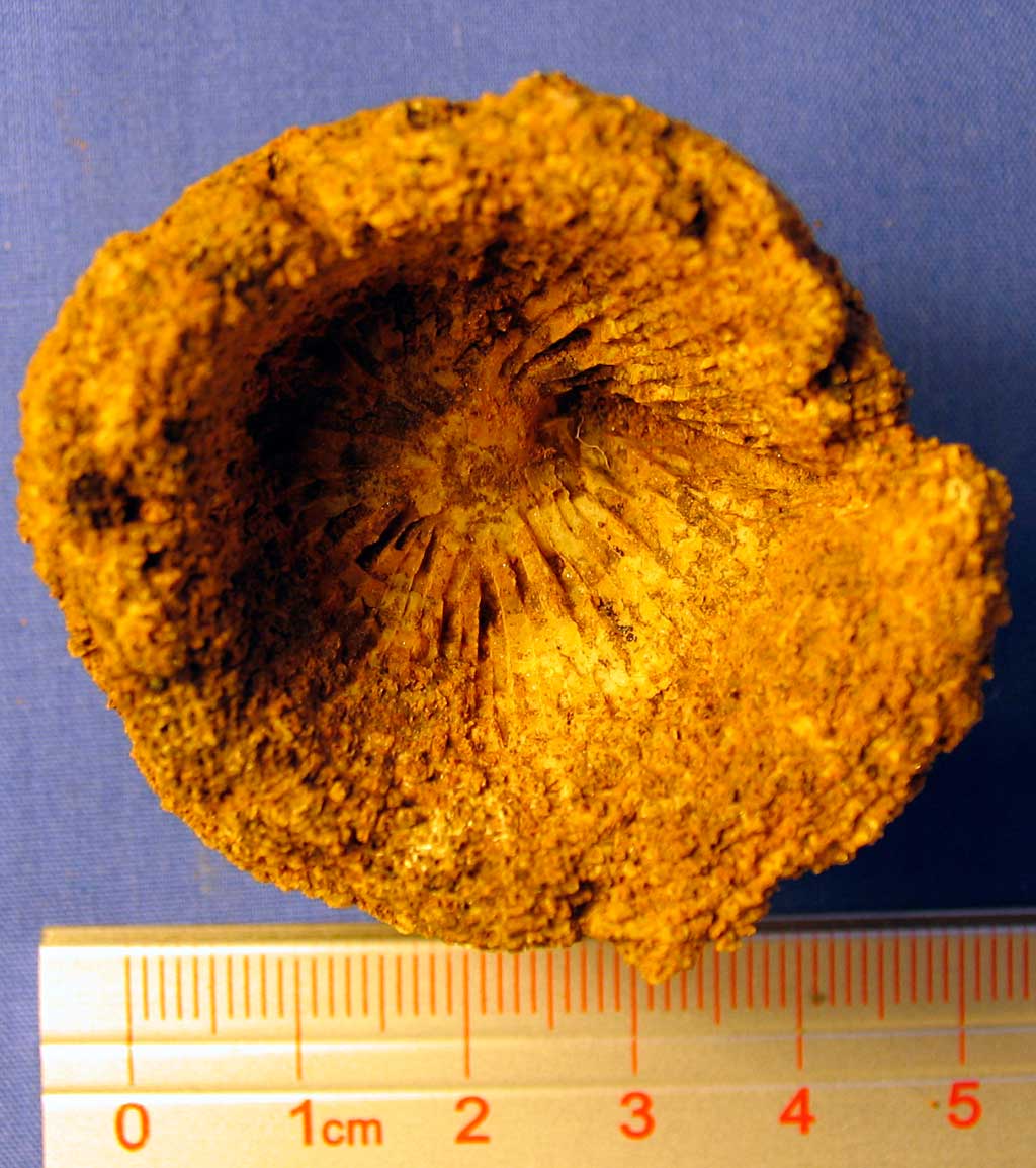 Louisville Fossils and Beyond: Heliophyllum agassizi? Horn Coral