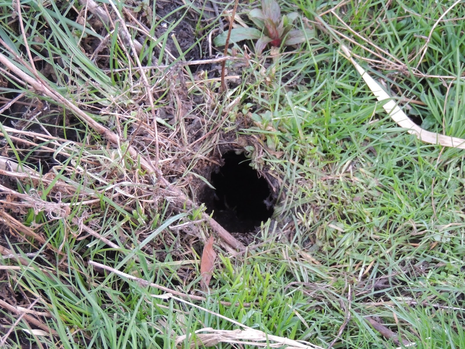 About a Brook: Burrow Bonanza!