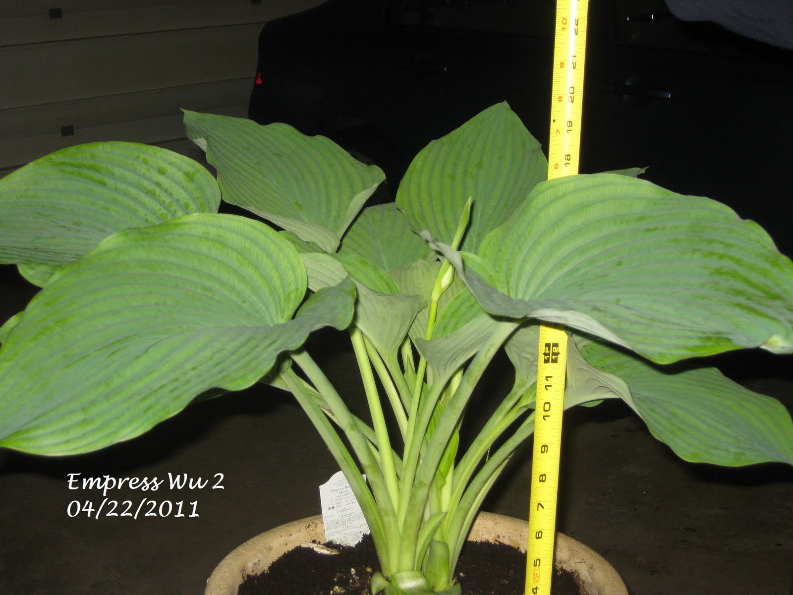 Quest to Grow the World's Largest Hosta
