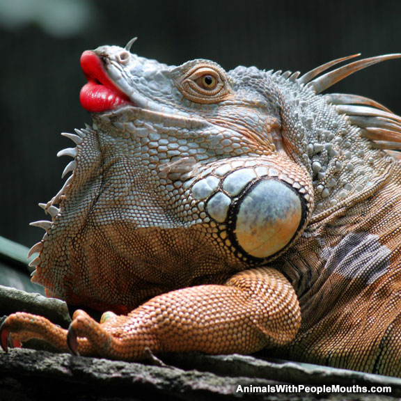 Code Name: 928 Alien Girl: Lizard Lips