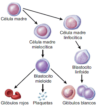 Celulas madre: Funcion y descripcion celulas madre