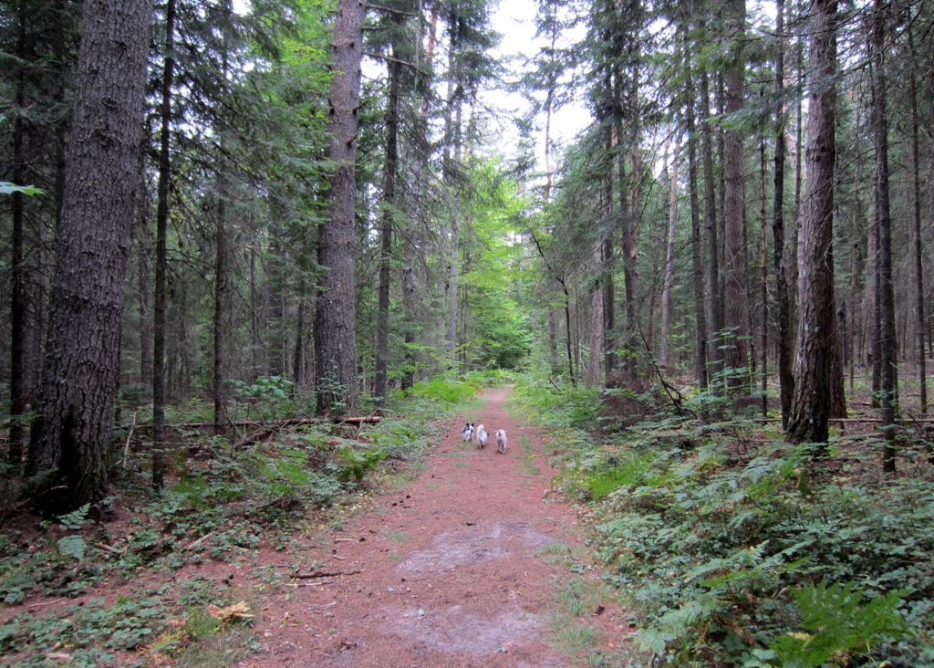 Windswept Adventure: Chapter 1 - Hike To Grasse Pond, Debar Mountain ...