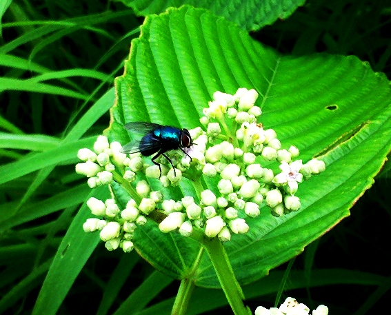 Trekking Ghansoli Gawli Dev (Parsik) Hill