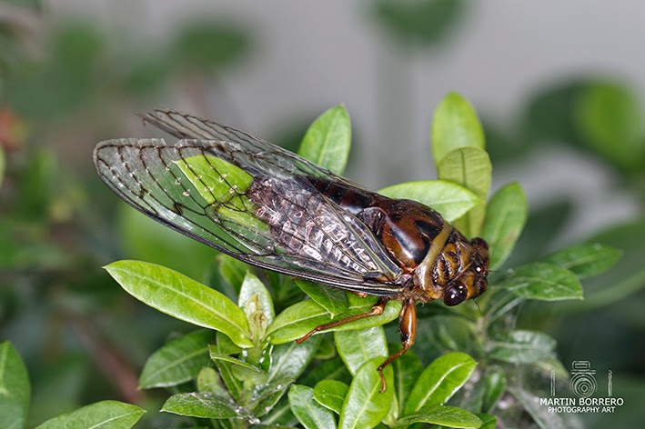 HUILA MINIATURAS NATURALES: CHICHARRAS. Orden Hemiptera, suborden ...