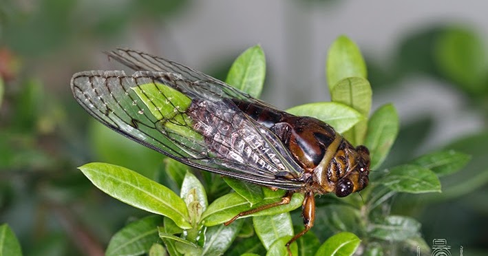 HUILA MINIATURAS NATURALES: CHICHARRAS. Orden Hemiptera, suborden ...