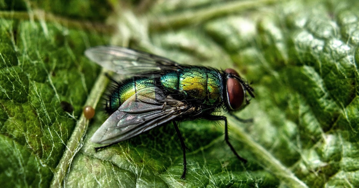 El Blog de Isa y Juan: Lucilia sericata: la Mosca verde