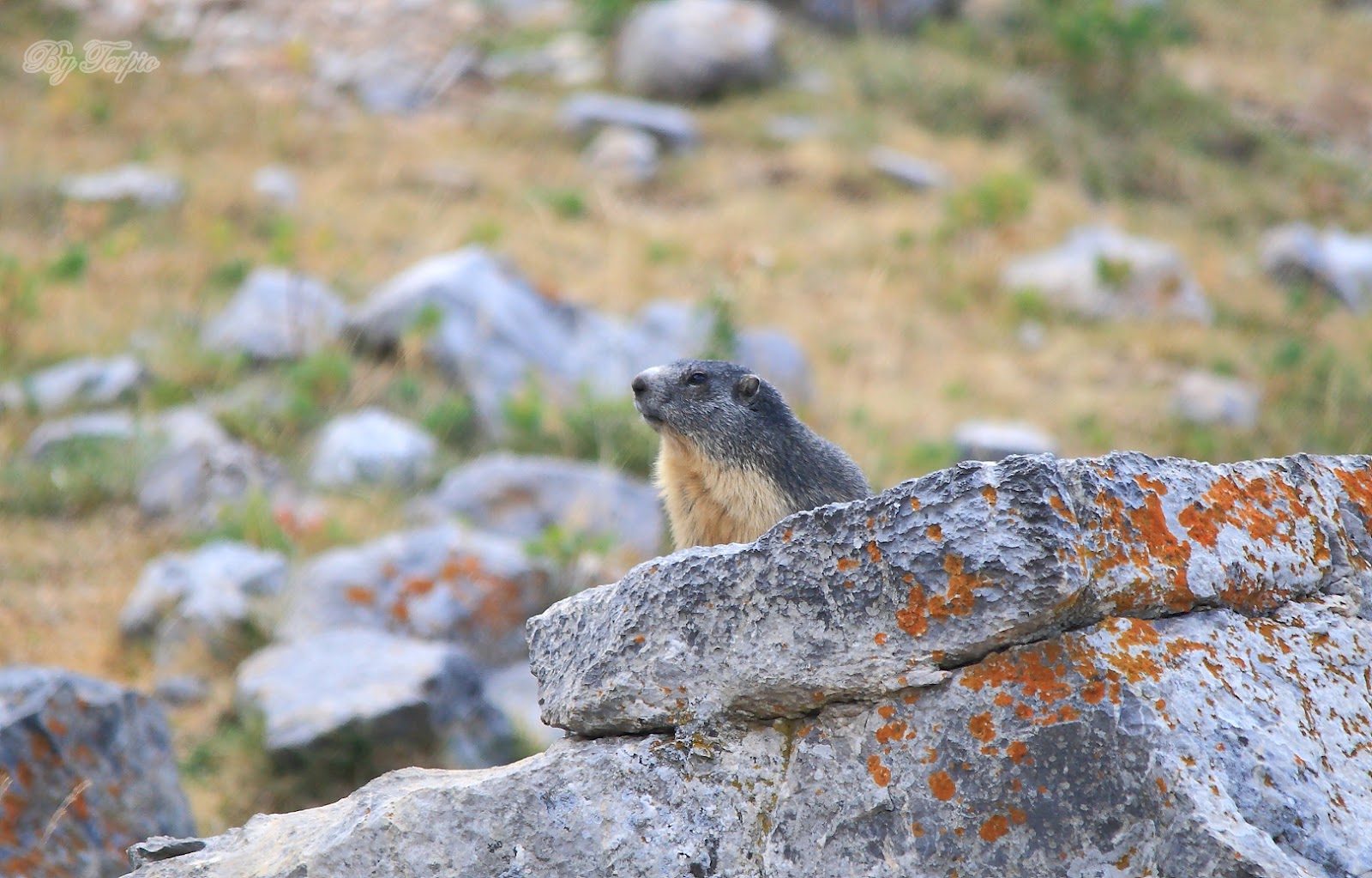 Viajes, Salidas, Naturaleza, (Fotografía).: Marmota (Marmota Marmota).