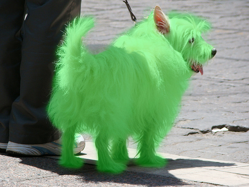 Crean perro fluorescente | Que jaleo!!!