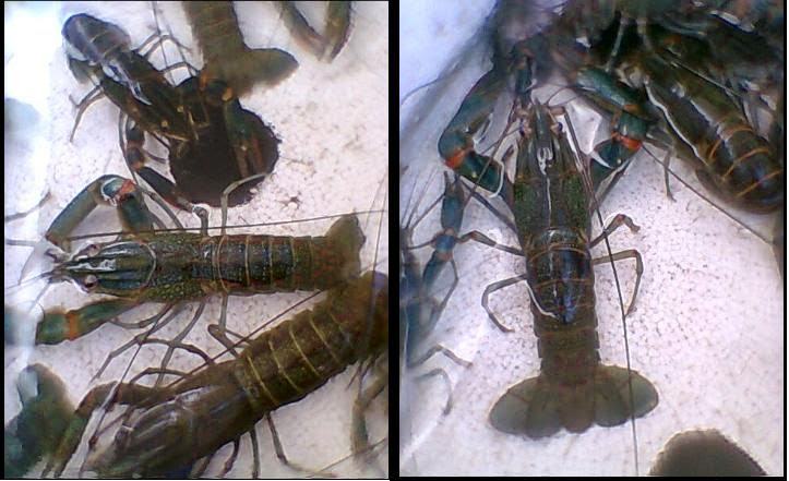 UDANG KARA AIR TAWAR CHERAX QUADRINATUS