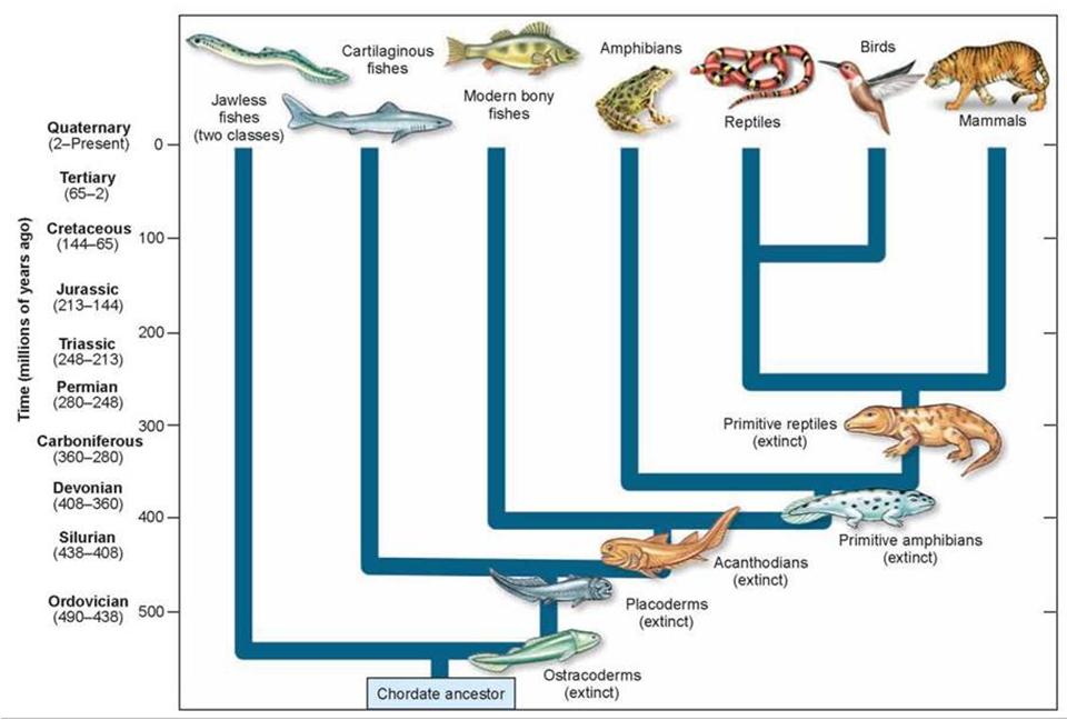 Biology and Geology 1º ESO