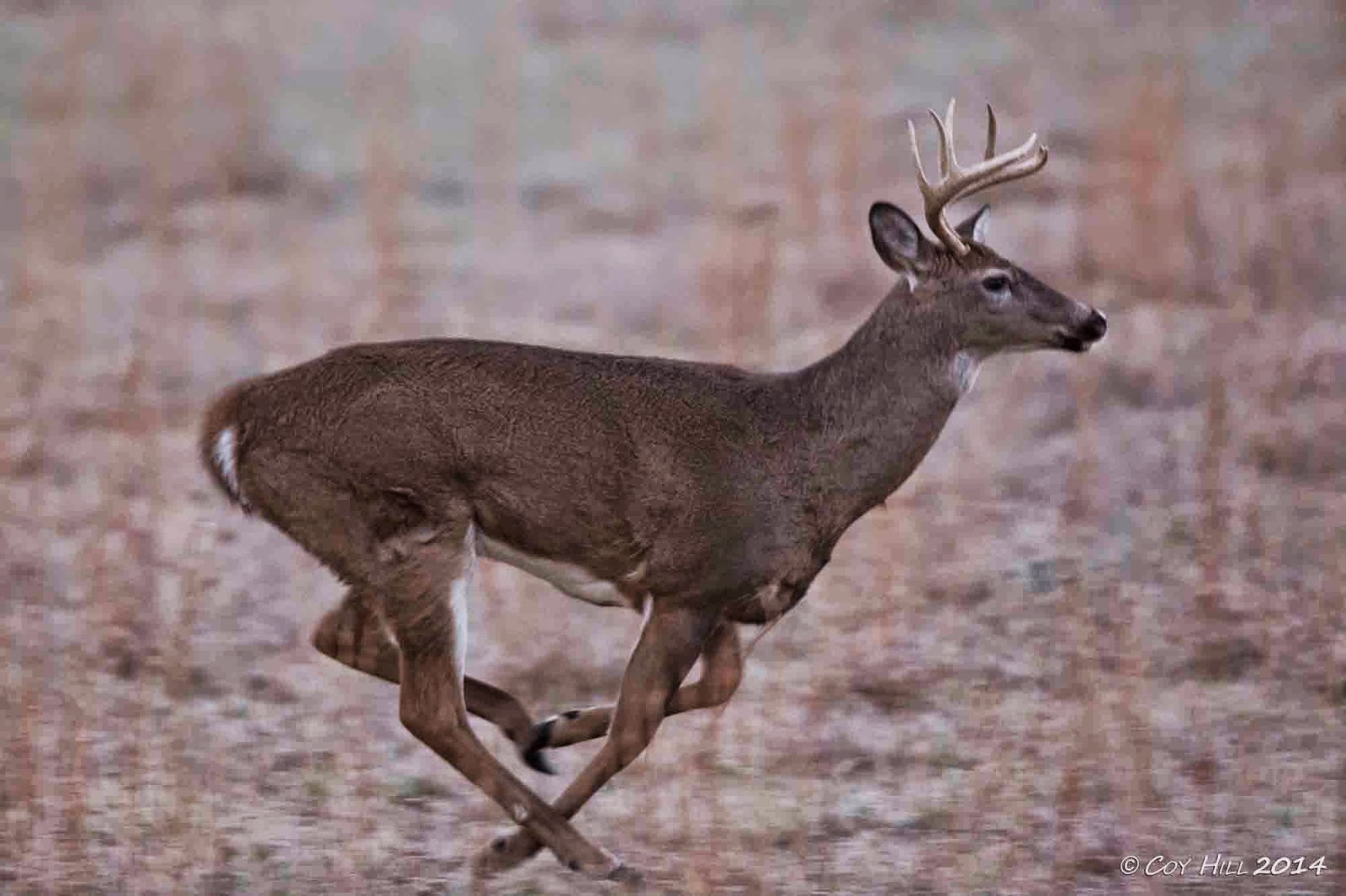 Country Captures: Rut Photography Ends in a Bang