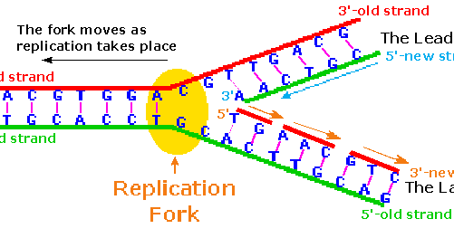 DNA Replication