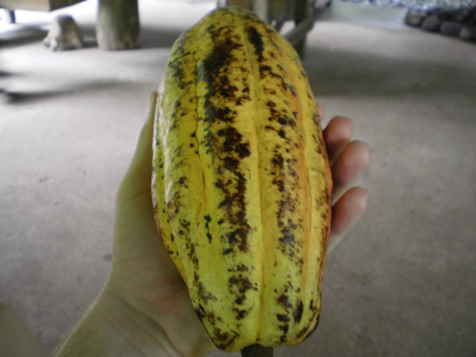 A Summer in San Joaquin: Cocoa-sta Rica (Cocoa in Costa Rica)