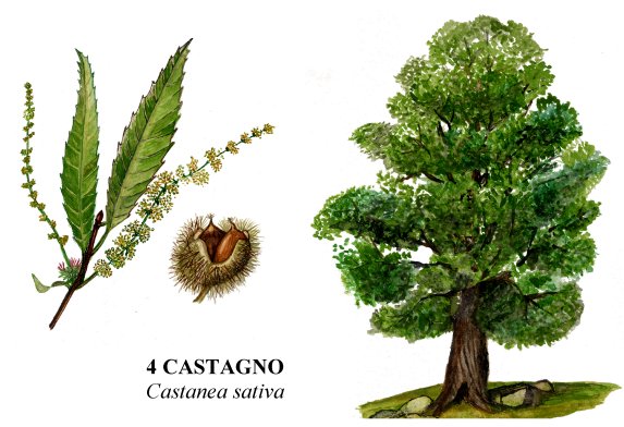 AmicoMario: LE CASTAGNE: IERI GRANDE RICCHEZZA DELLA CIVILTA’ CONTADINA ...