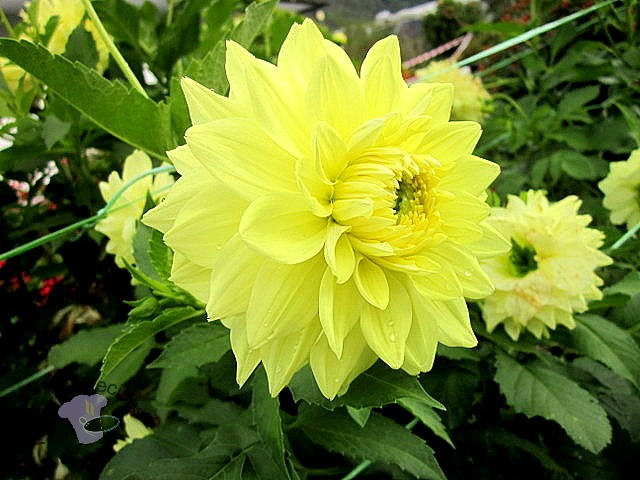 Wordless Wednesday ~ Beautiful Flowers in Cameron Highlands