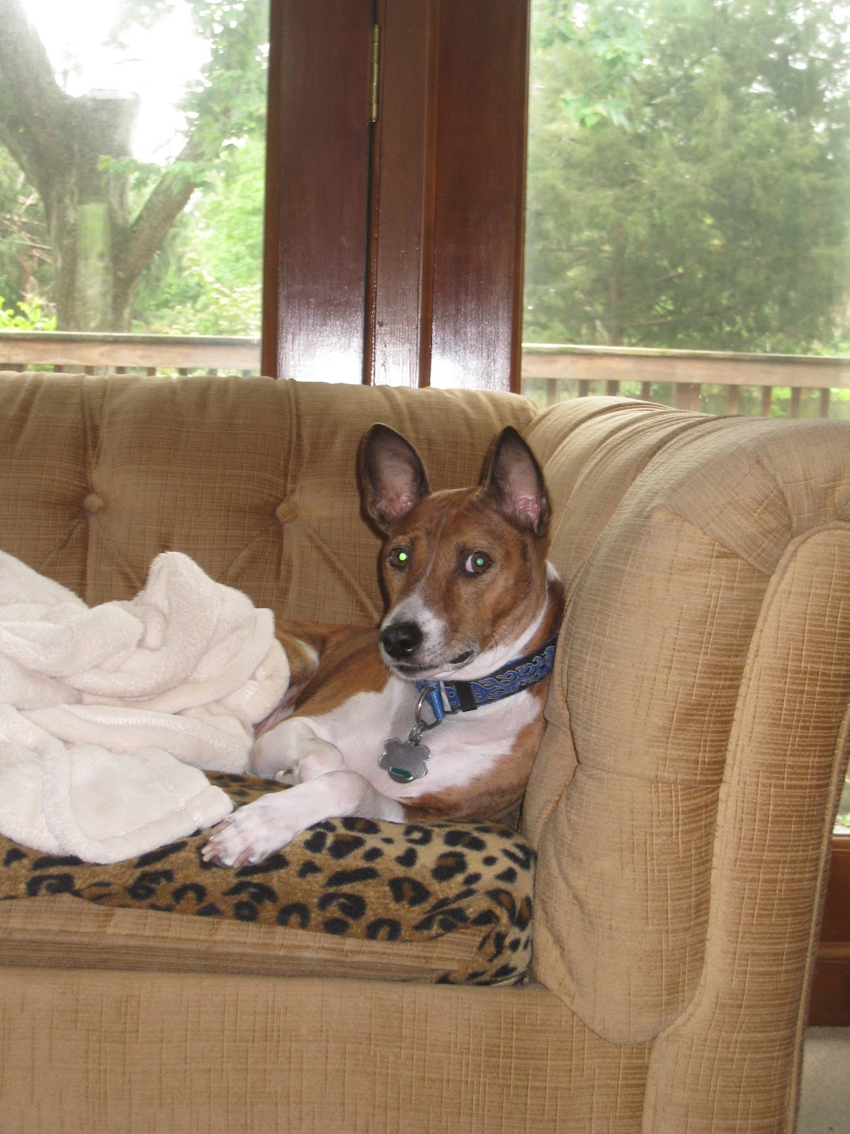 Are Basenjis Aggressive