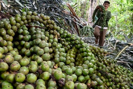 kebun aren: Aneka manfaat Aren membuka prospek bisnis semakin luas