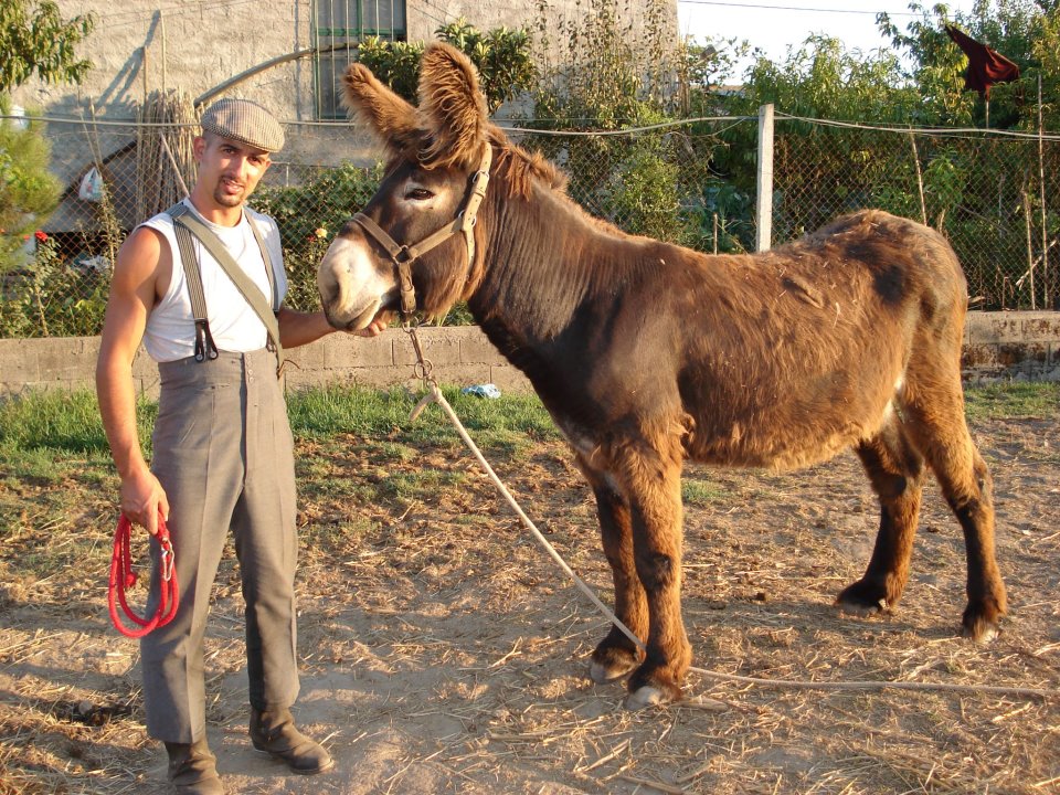 Ajuda para os burros lanudos de Miranda em Coimbra!