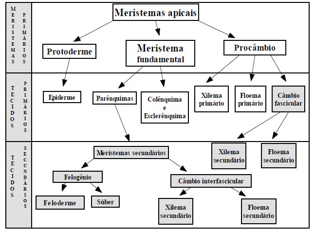 Histologia Vegetal