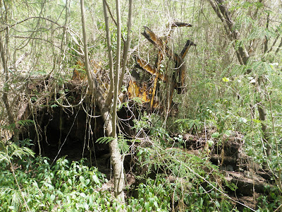 Saipan: Teaching, Living, & Recreation: Cow Town