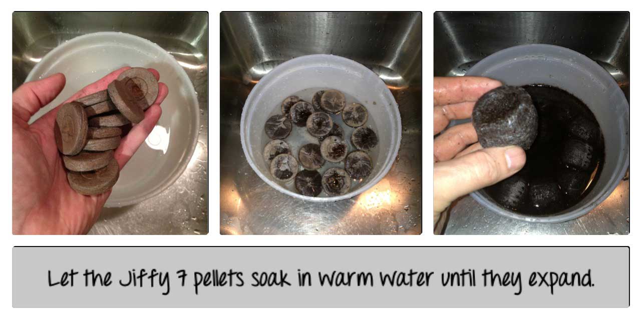 Berkebun Sebagai Hobi: SEMAI BENIH CARA MUDAH - JIFFY 7