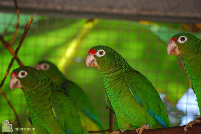 PUERTO RICO: DE TODO UN POCO Y CON SABOR A PATRIA: LA FAUNA DE PUERTO RICO