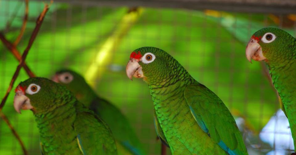 PUERTO RICO: DE TODO UN POCO Y CON SABOR A PATRIA: LA FAUNA DE PUERTO RICO