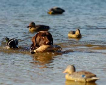Zootecnia de perros y gatos: RAZAS DE PERROS