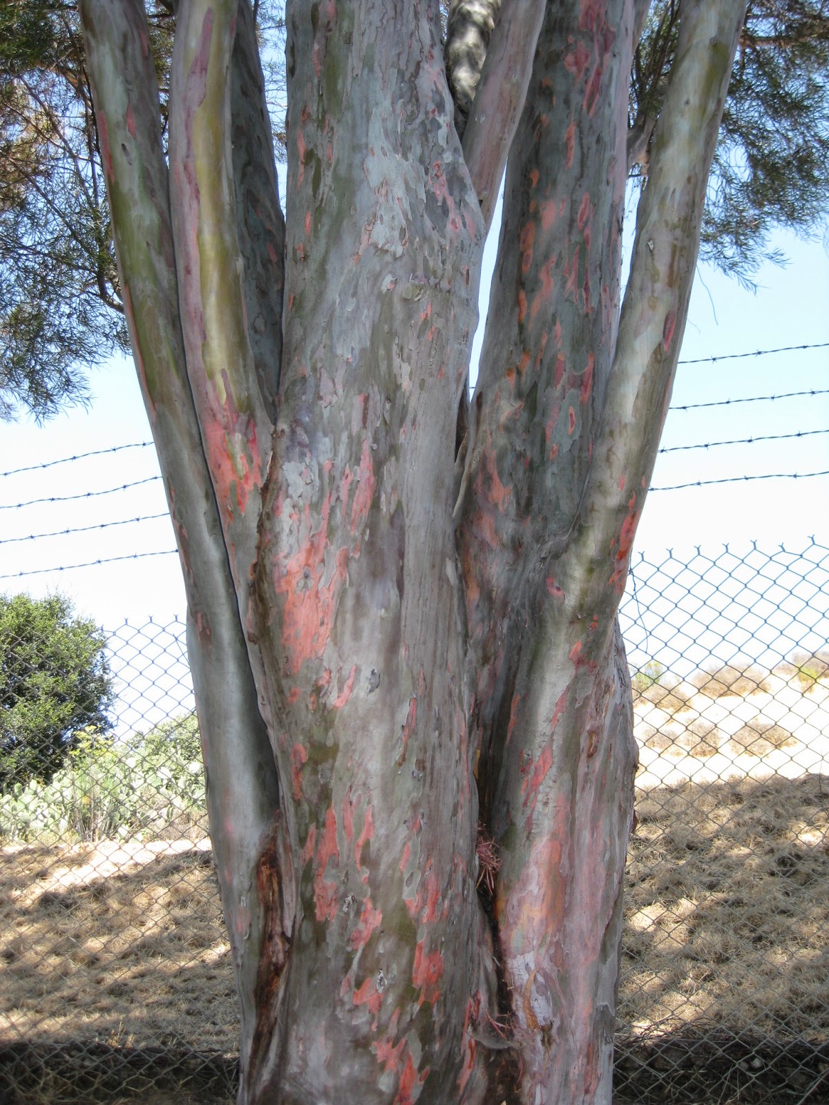 Trees of Santa Cruz County: Eucalyptus spathulata - Swamp Mallee
