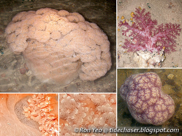 tHE tiDE cHAsER: Soft Corals (Phylum Cnidaria: Order Alcyonacea) of ...