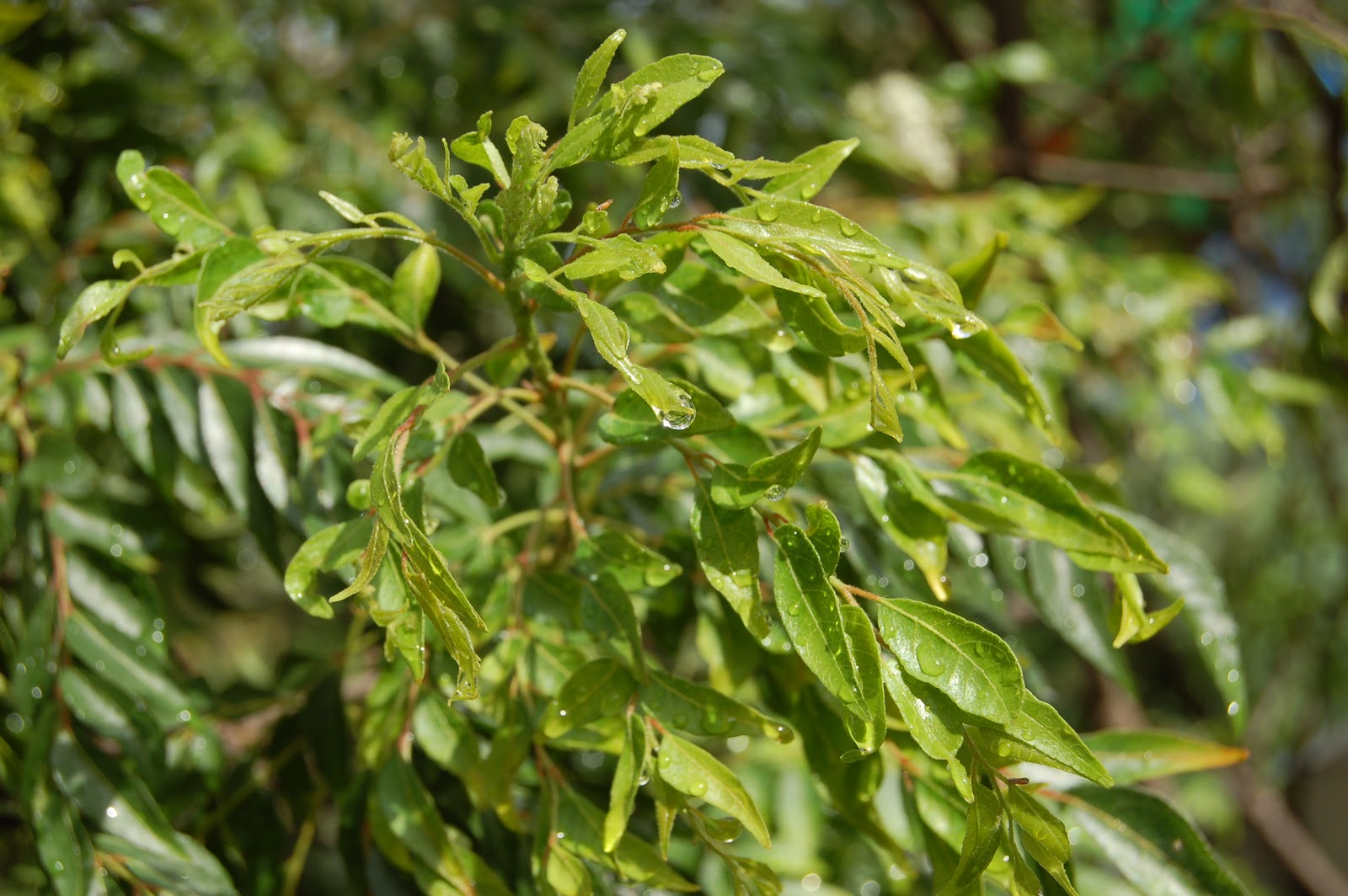 Kaarasaaram: Mushroom Curry Leaf Masala