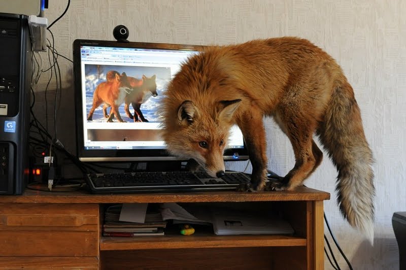 Animals I Admire: Firefox tests out the latest version of Firefox