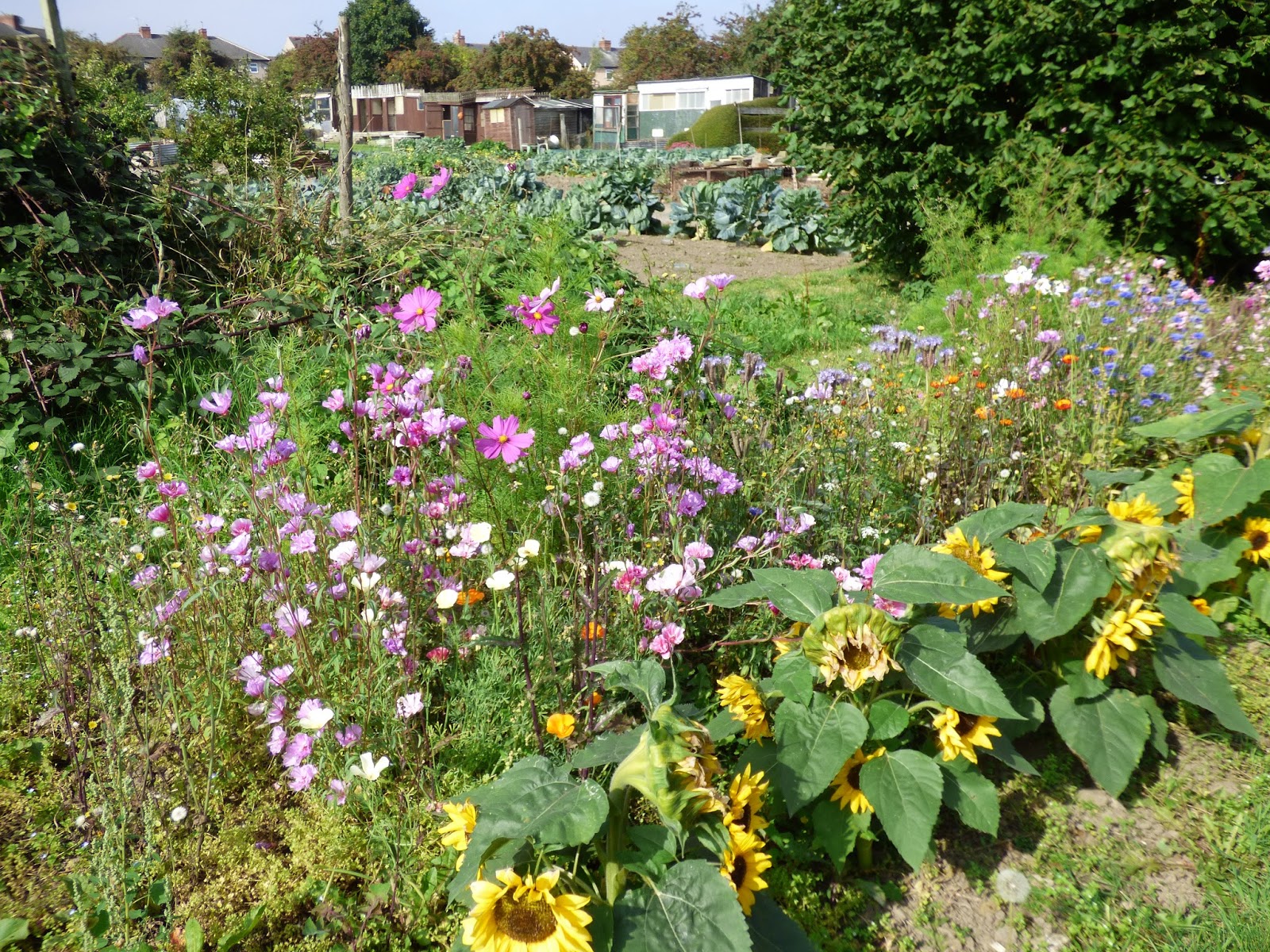Our Plot at Green Lane Allotments: My Cut Flower Patch