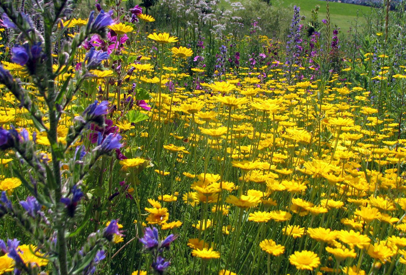 Seminte si plante de gradina hobby: Musetel galben-Anthemis tinctoria