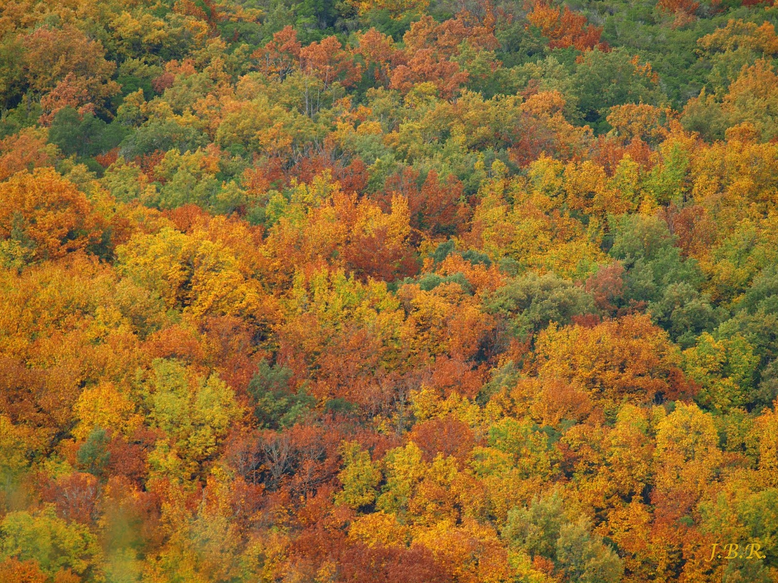 Desde Fuentes de Abajo: EL BOSQUE MIXTO SERRANO