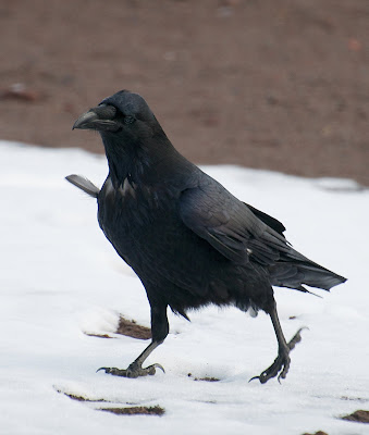 NW Bird Blog: Common Raven