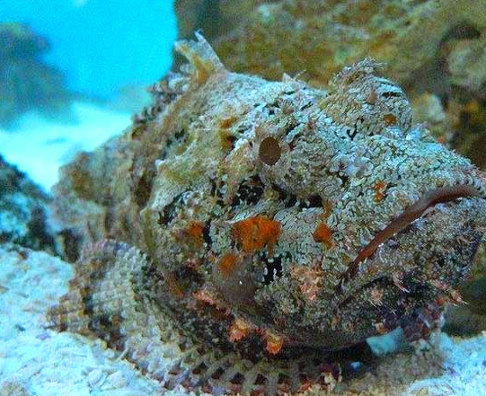 Bisa Binatang Pembunuh Yang Paling Mematikan Di Australia