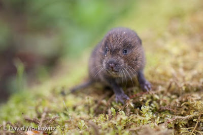 David Moskowitz Photography: Pacific Northwest Wildlife, Tracks ...